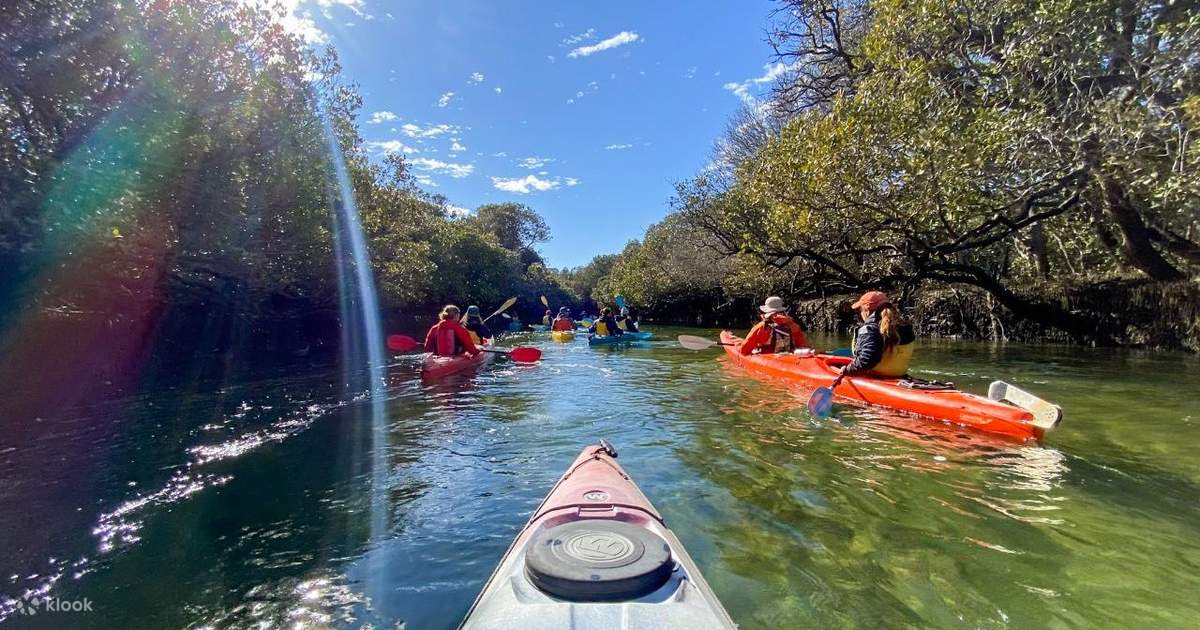 Tour chèo thuyền kayak khám phá rừng ngập mặn và khu bảo tồn cá heo - Klook Việt Nam